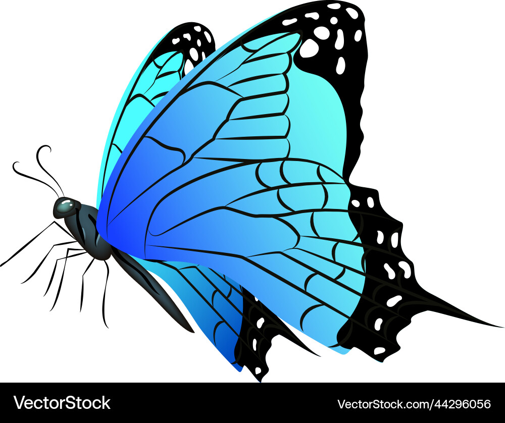 Blue wings butterfly realistic exotic flying Vector Image