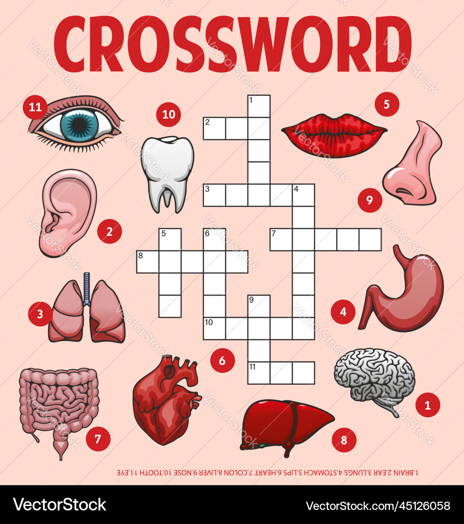 Anatomy Crossword Puzzle - Body Organs Royalty Free Vector