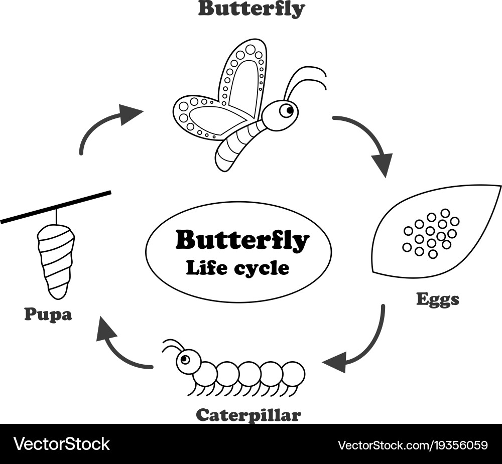 Vector Illustration Of Life Cycle Of Butterfly Diagram