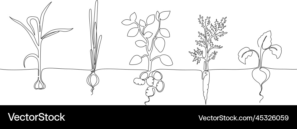 One continuous line vegetable row hand drawn Vector Image