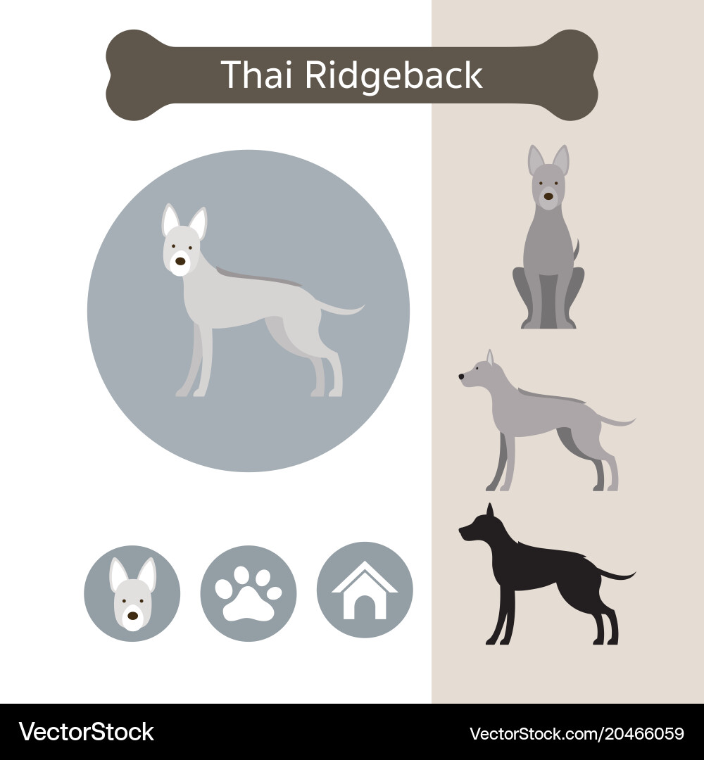 Thai ridgeback dog breed infographic Royalty Free Vector
