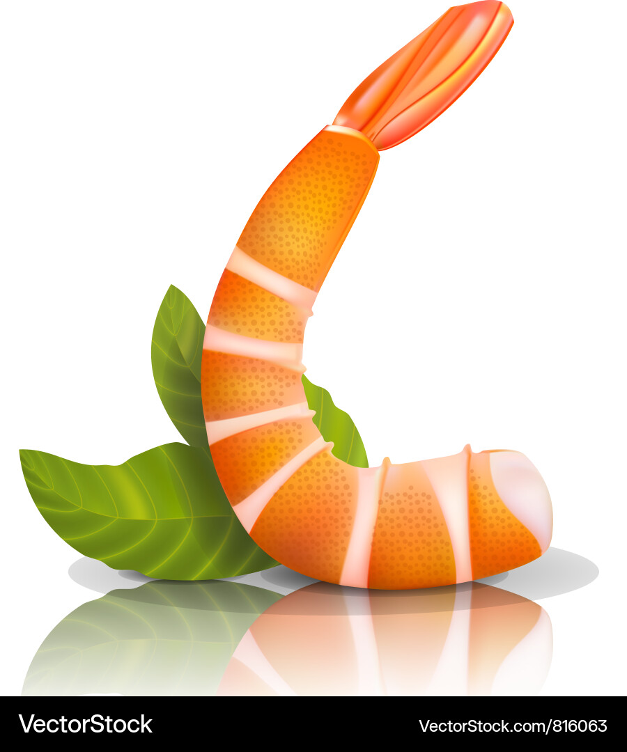 Shrimp Royalty Free Vector Image - VectorStock