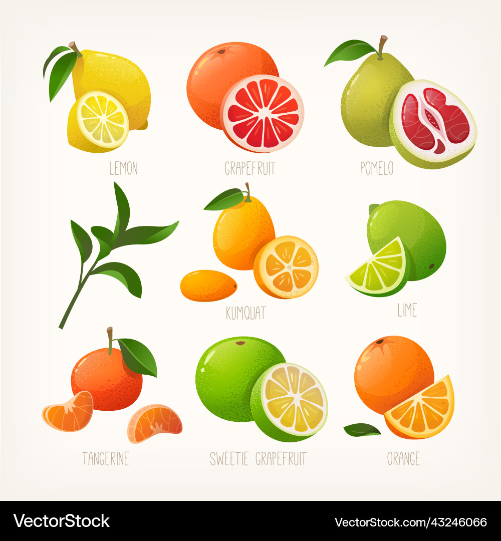 Citrus Fruits Collection Royalty Free Vector Image