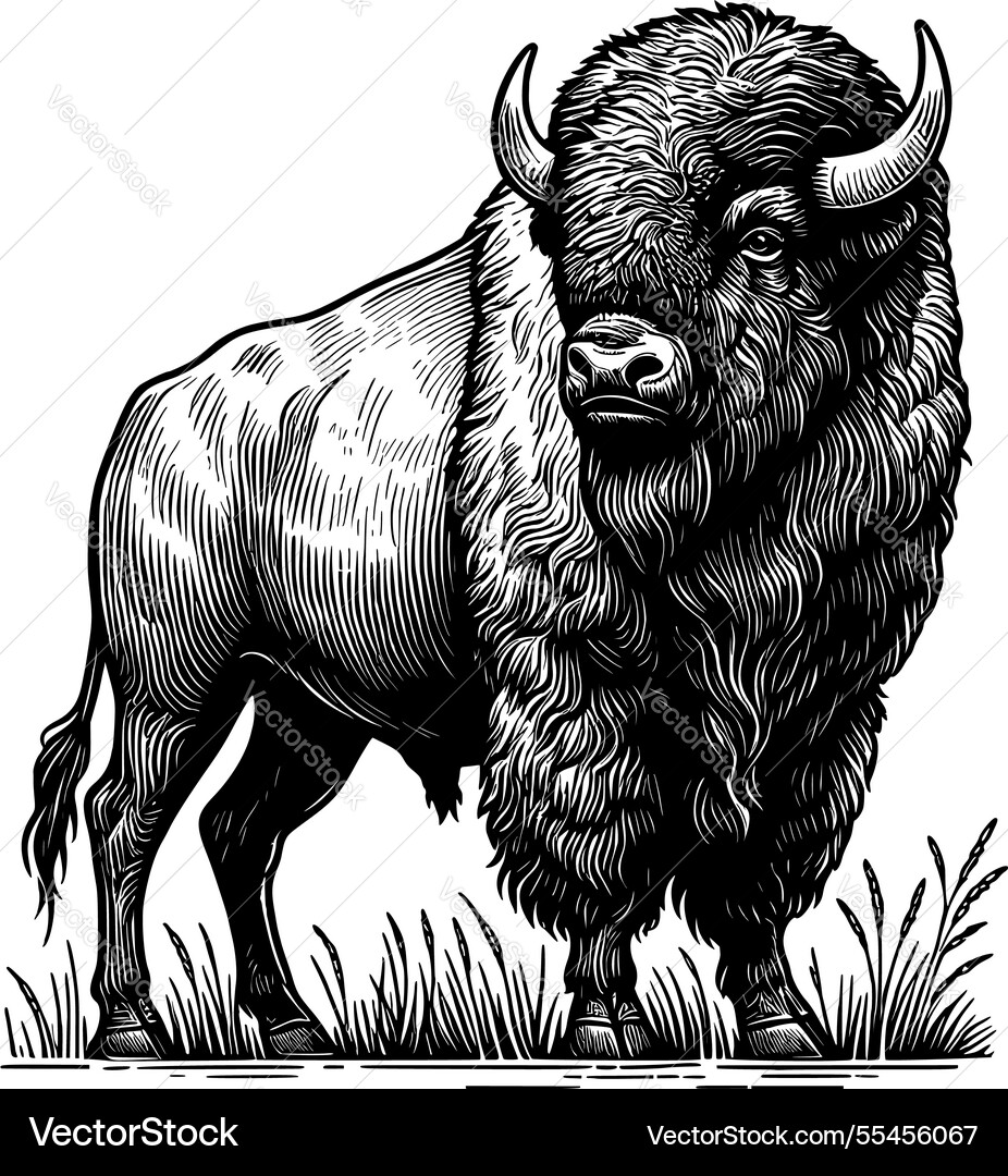American Bison Portrait Royalty Free Vector Image