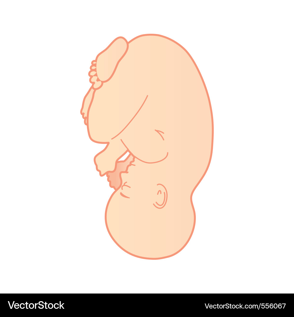 Placenta Cartoon Vector Images (over 110)