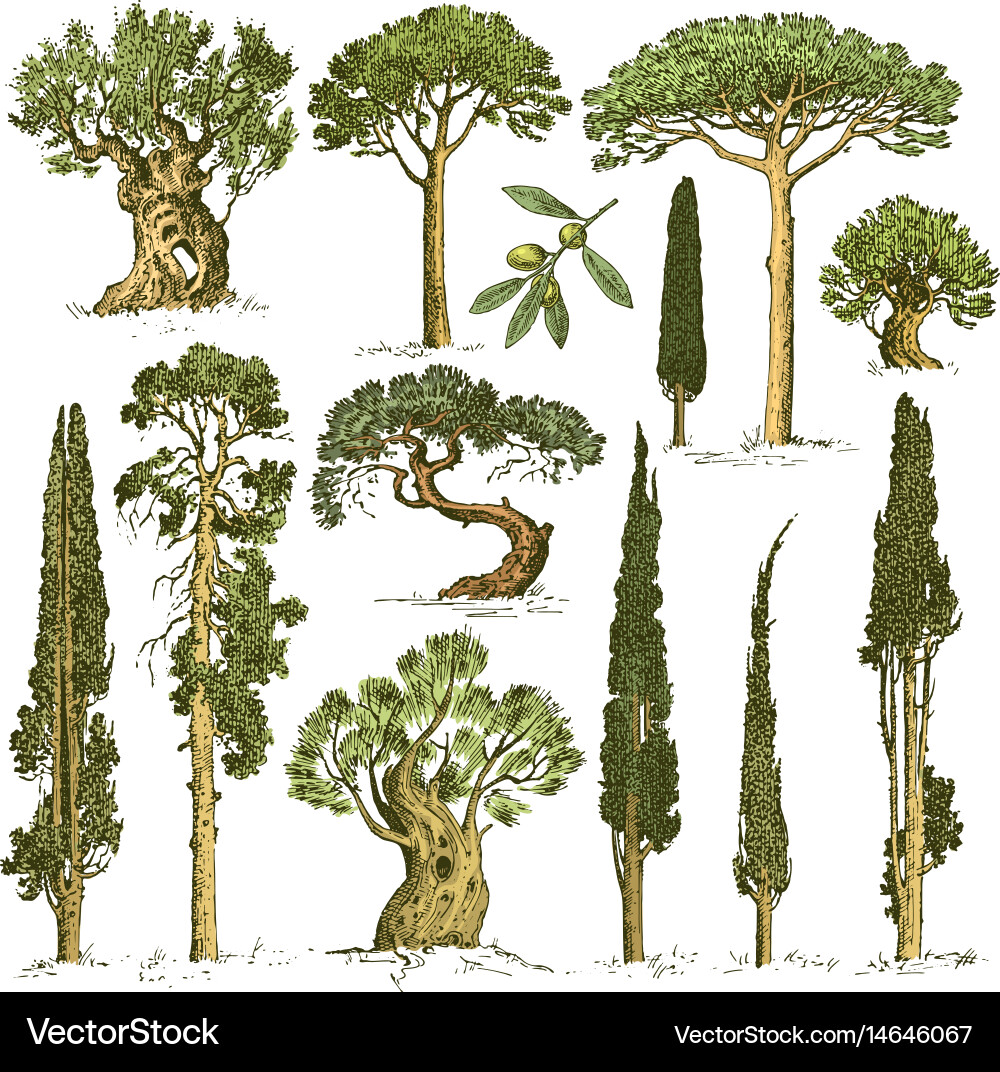 Tree Vector Images (over 1.5 million)