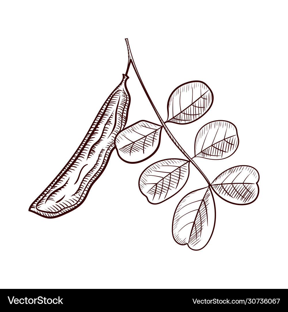 Drawing branch carob tree Royalty Free Vector Image