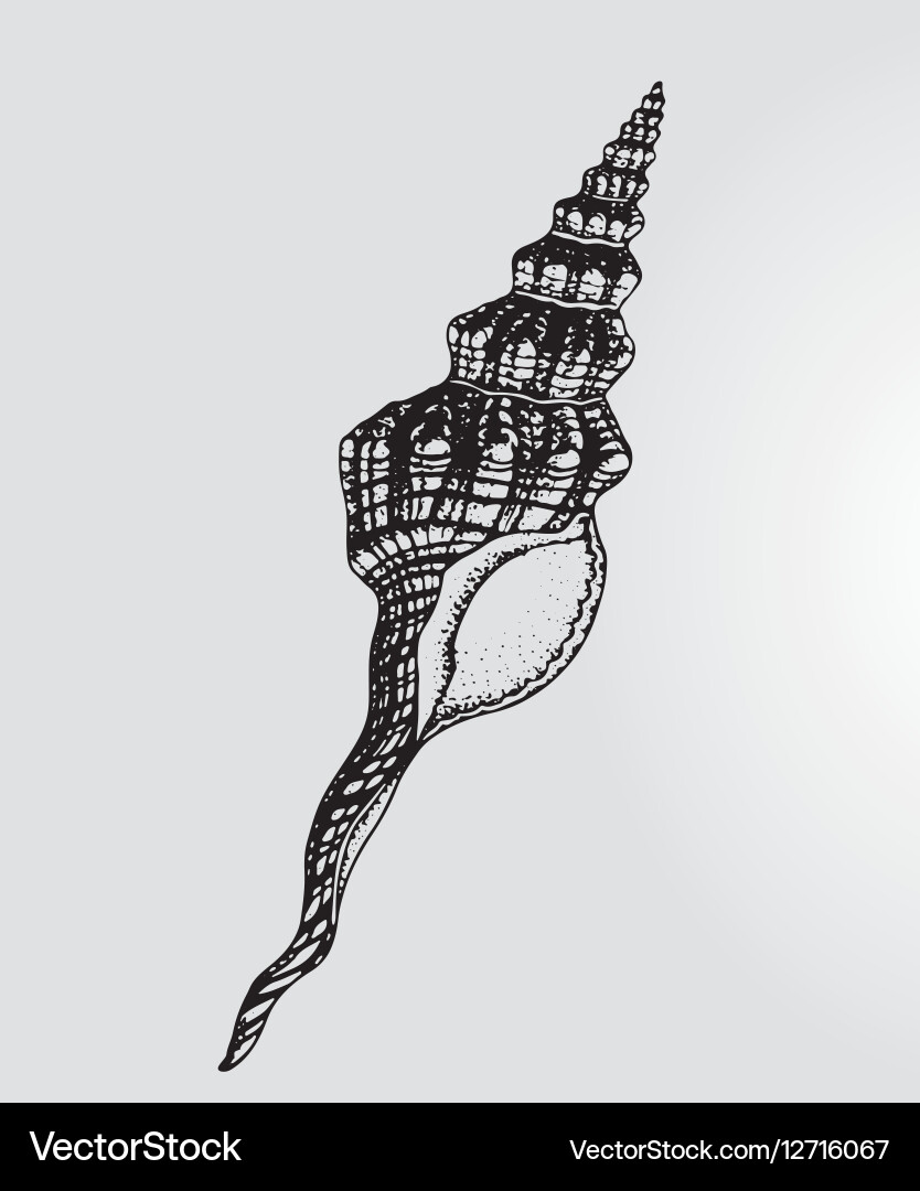 Hand drawn vintage conical sea shell Royalty Free Vector