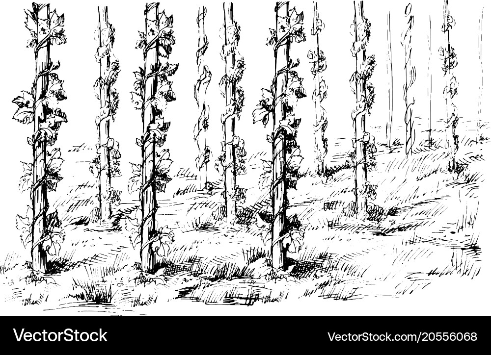 Hops field Royalty Free Vector Image - VectorStock