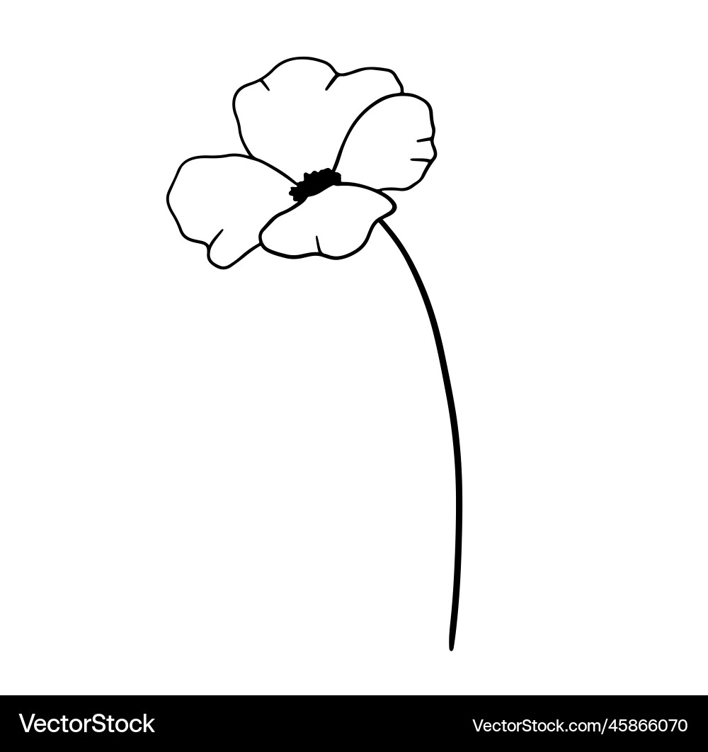 Hand drawn flower poppy outline wildflower Vector Image