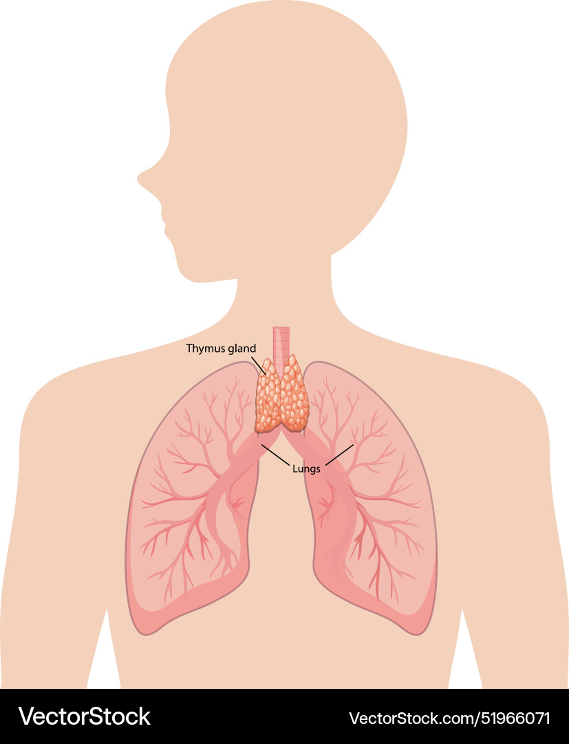Lungs and thymus gland Royalty Free Vector Image