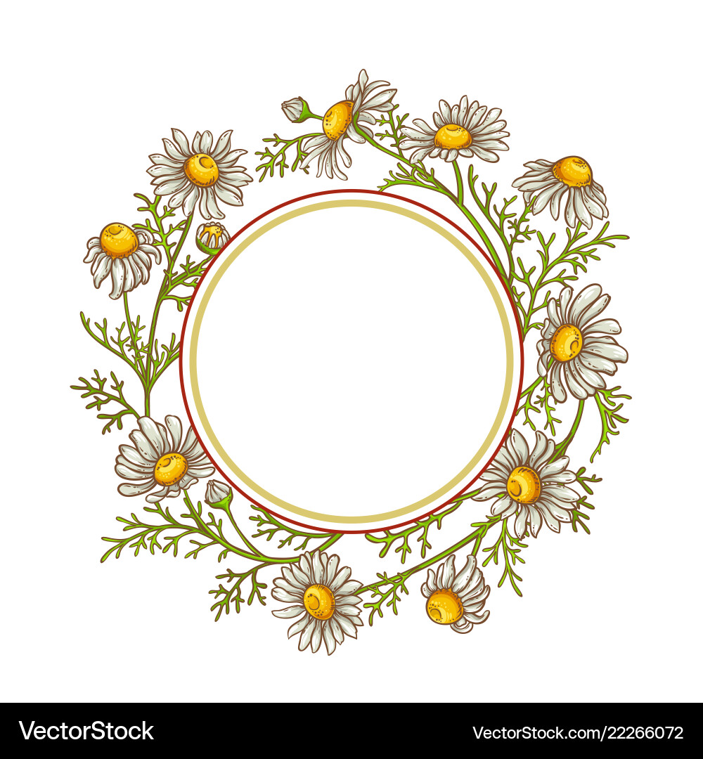 Chamomile flower frame Royalty Free Vector Image