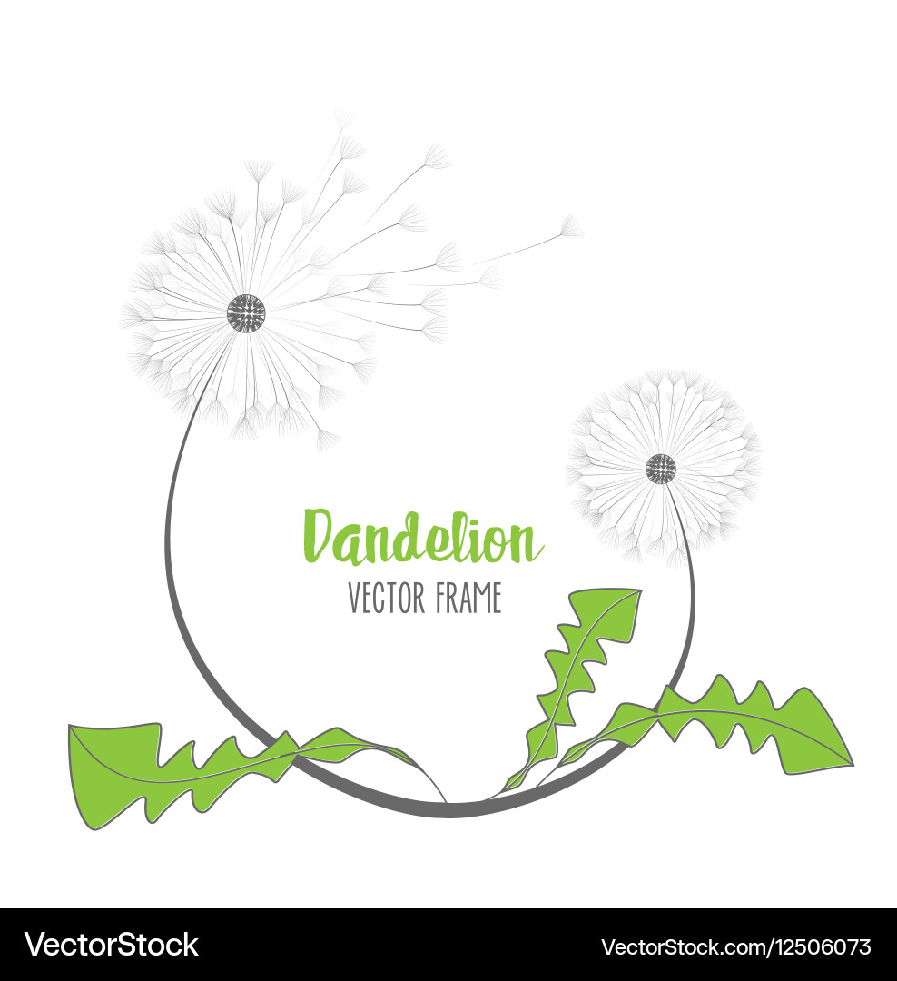 Dandelion flower Royalty Free Vector Image - VectorStock