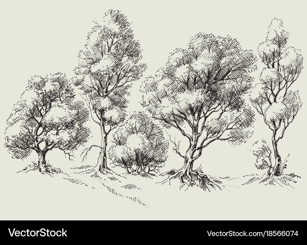 Elegant Tree Line Drawing Royalty Free Vector Image