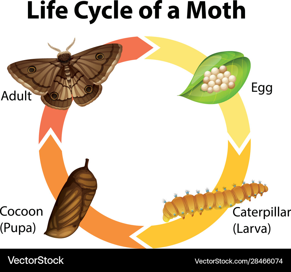 Moth Life Cycle Diagram Royalty Free Vector Image