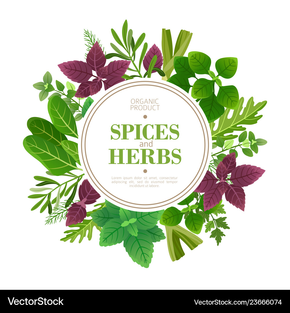 Spices and herbs background fresh herb cooking Vector Image