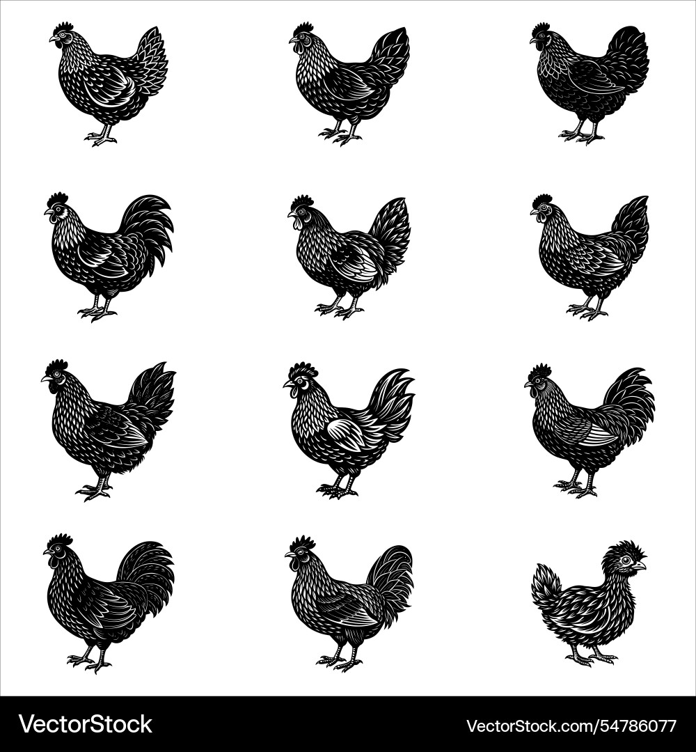 Chicken Royalty Free Vector Image - VectorStock