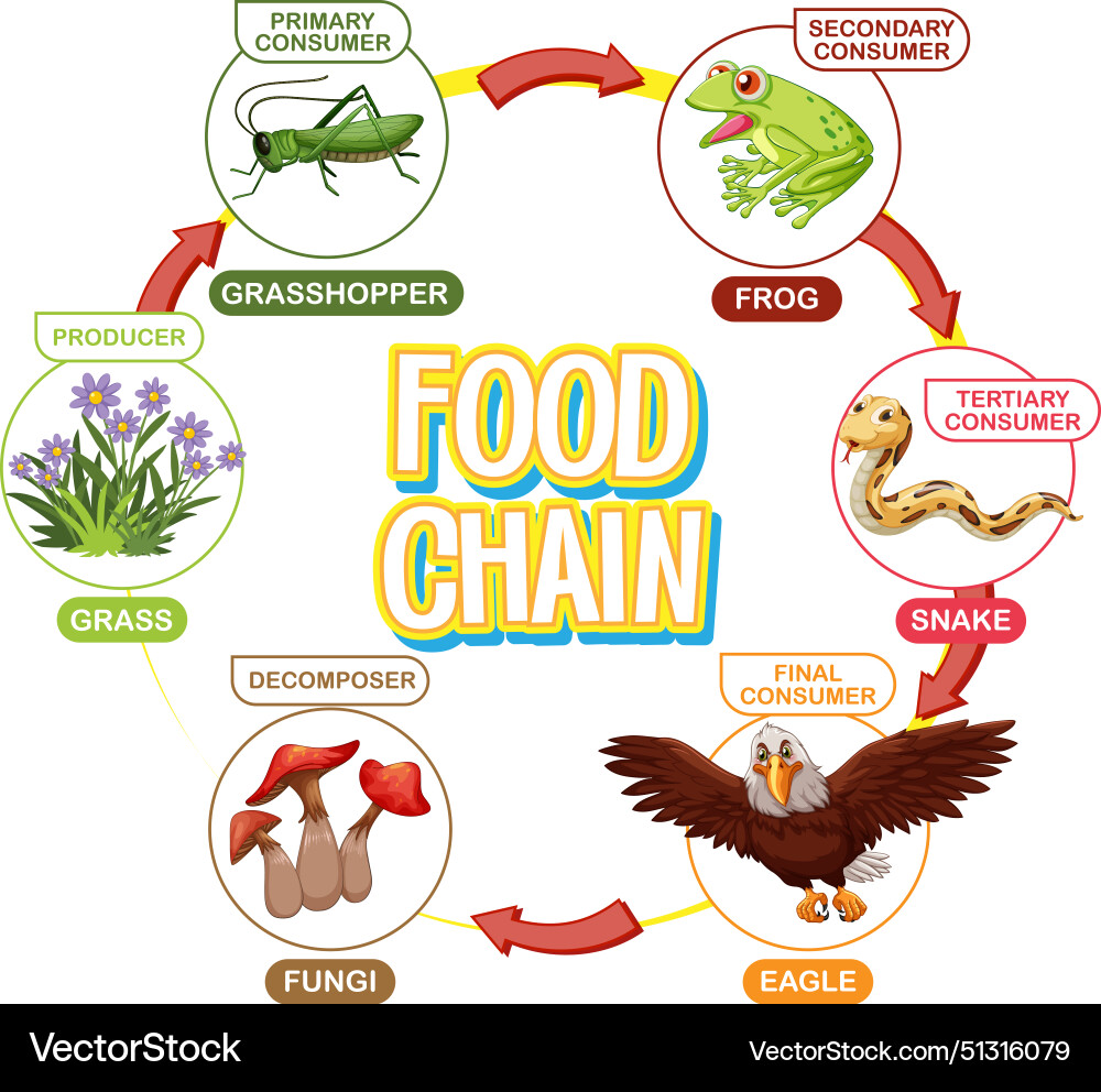A food chain cycle Royalty Free Vector Image - VectorStock