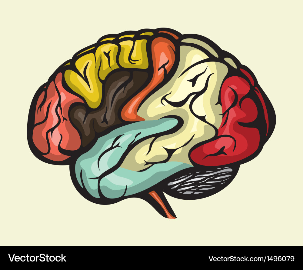 Human brain Royalty Free Vector Image - VectorStock