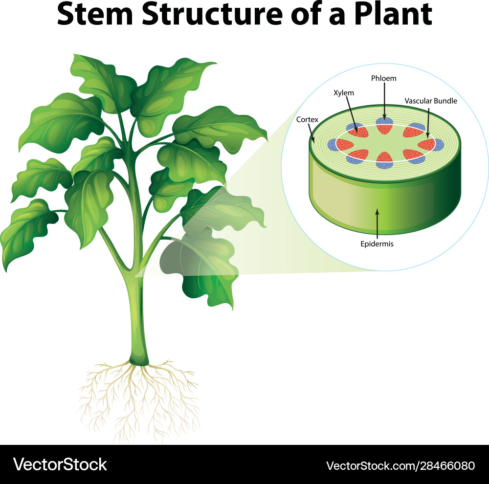 Diagram showing stem structure a plant Royalty Free Vector
