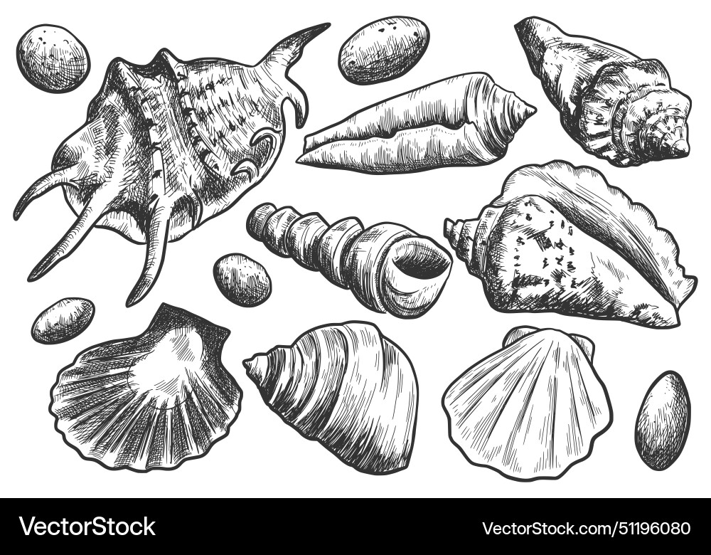 Hand drawn sketch seashells set isolated on white Vector Image