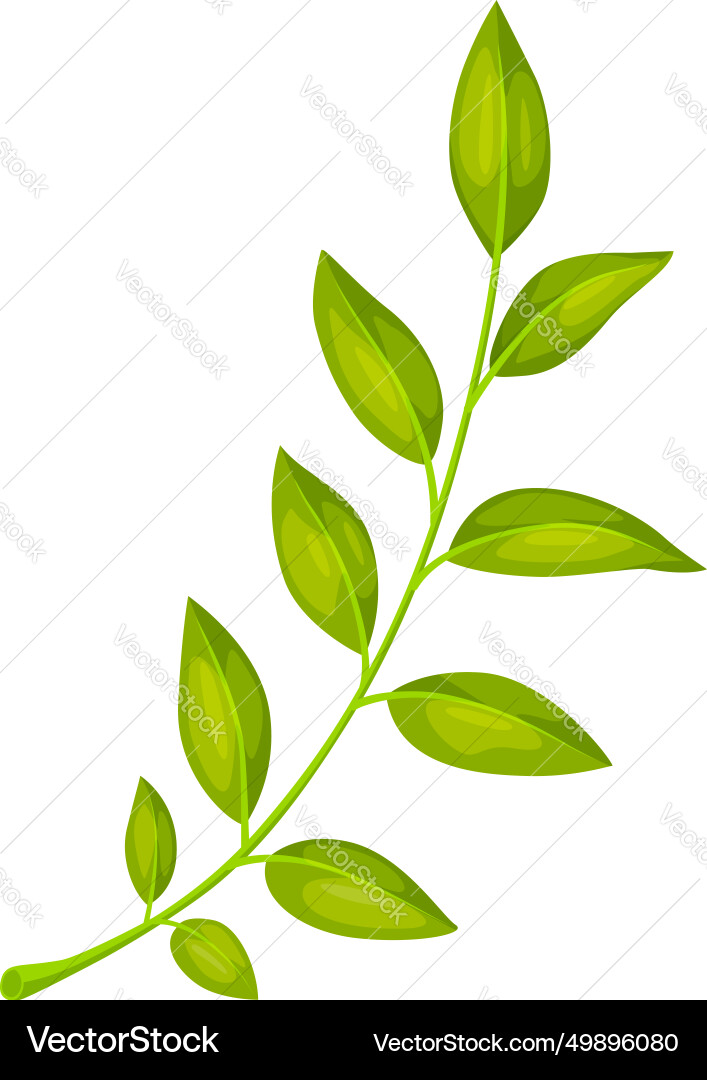 Isolated Green Leaf Cartoon Royalty Free Vector Image