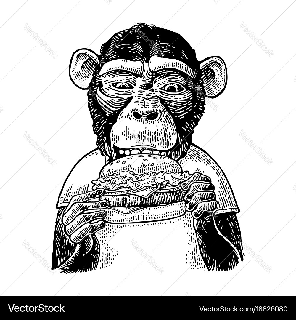 Monkey wearing a t-shirt eating hamburger burger Vector Image