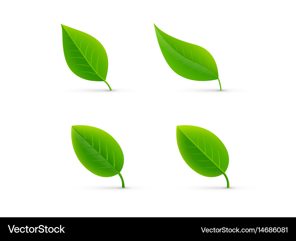 Leaf isolated Royalty Free Vector Image - VectorStock