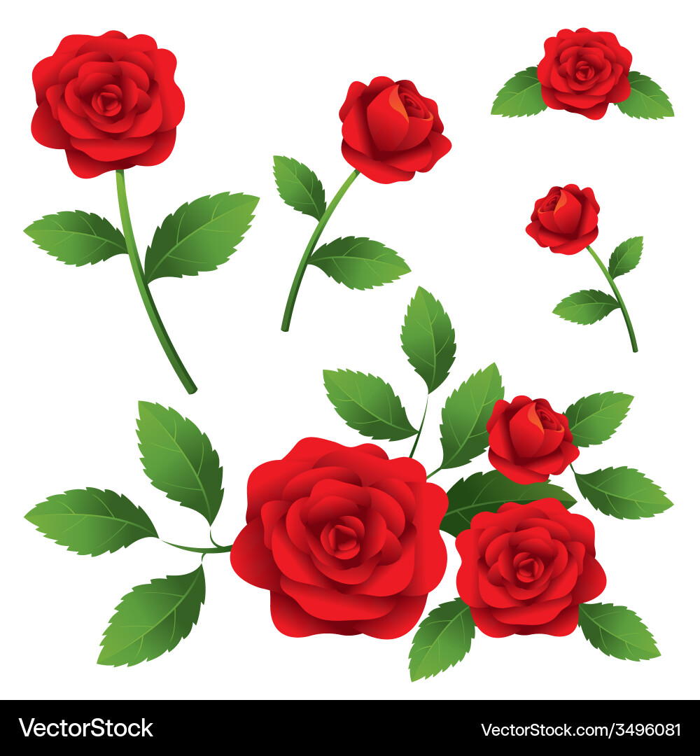 Red roses Royalty Free Vector Image - VectorStock