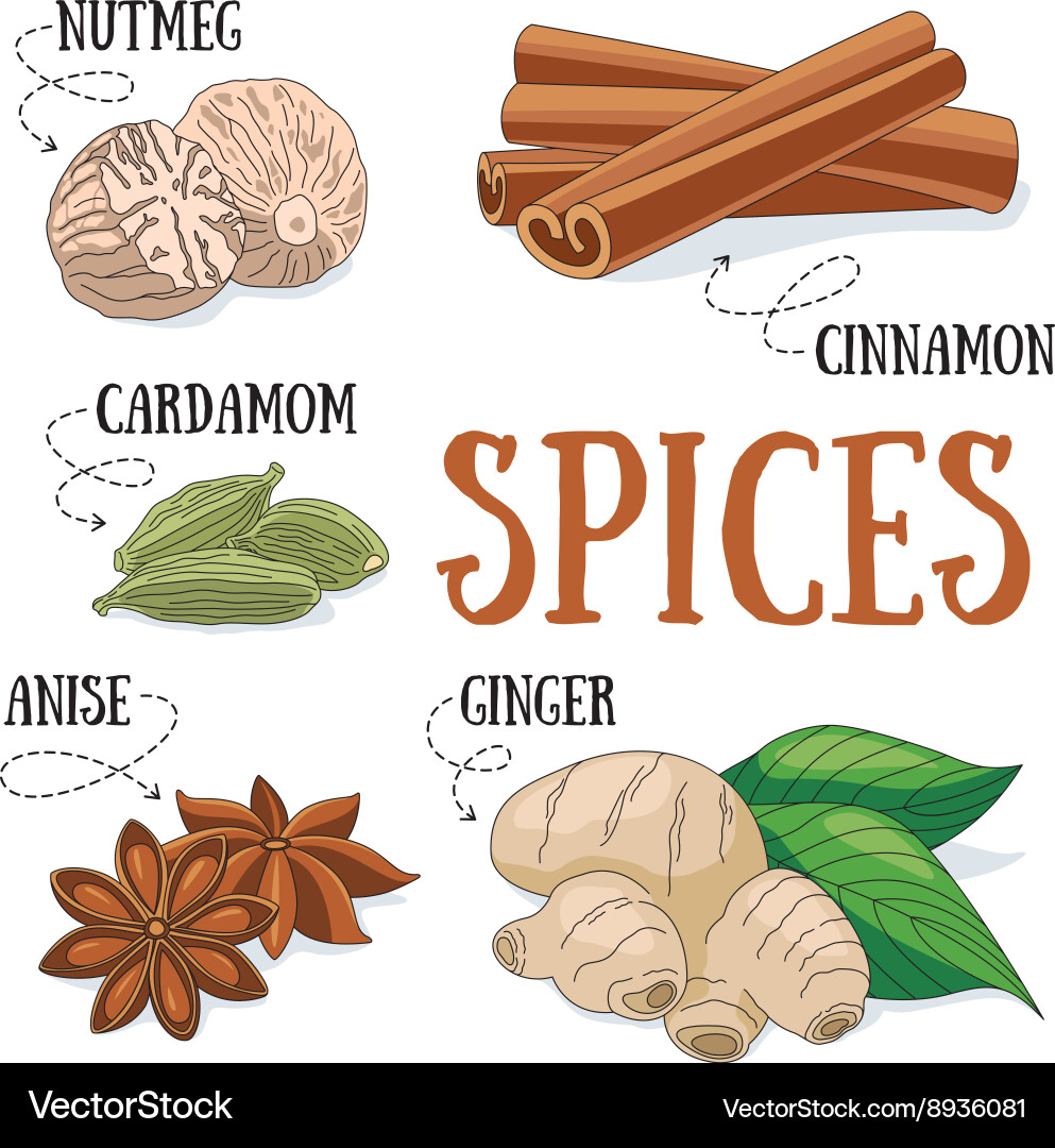 Spices Royalty Free Vector Image - VectorStock