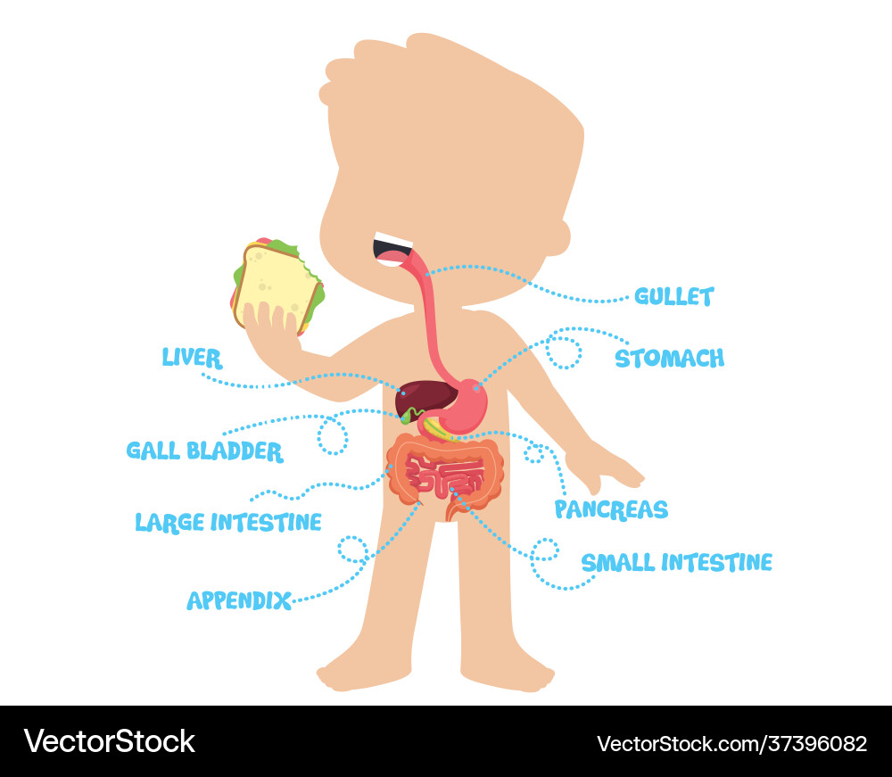Digestive System For Kids