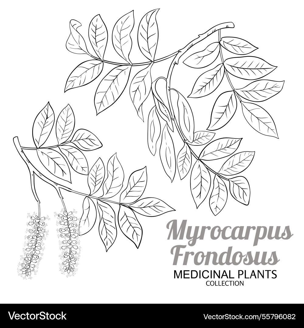 Myrocarpus frondosus branch outline Royalty Free Vector