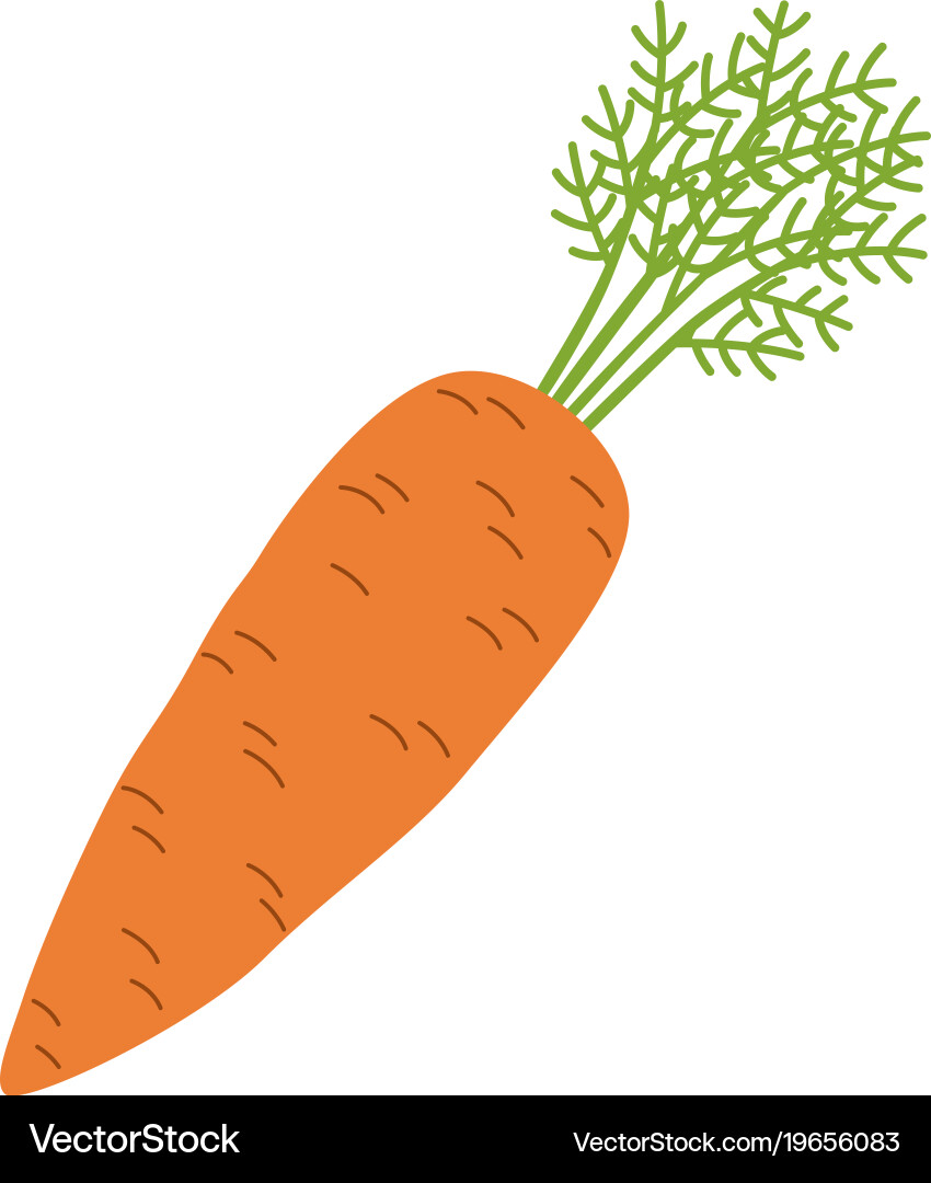 Carrot Royalty Free Vector Image - VectorStock