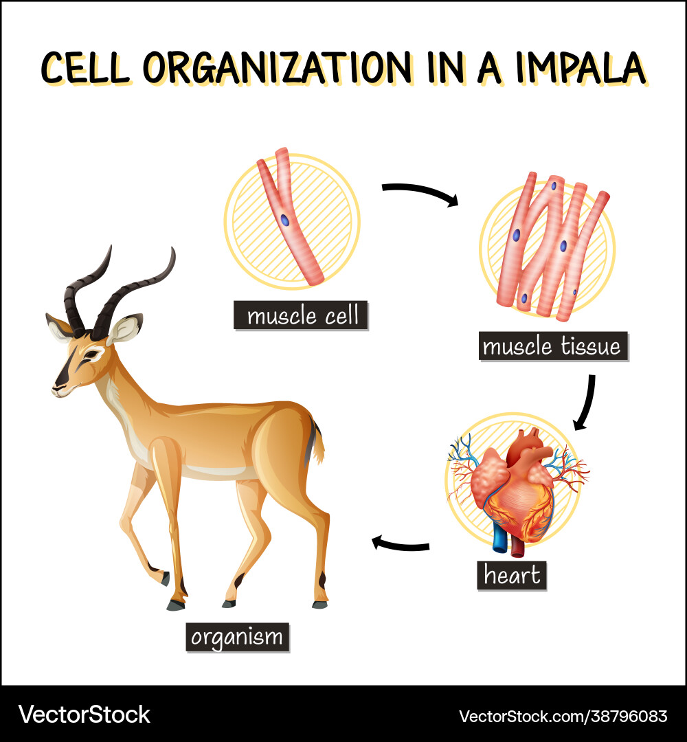 Impala Cell Anatomy Diagram Royalty Free Vector Image