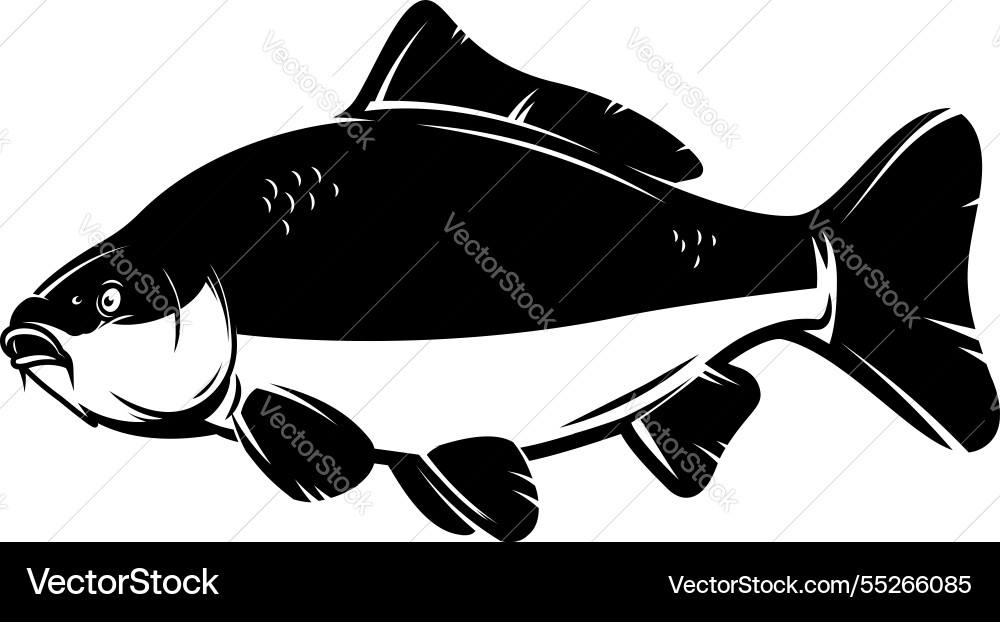 Carp fish isolated on white background design Vector Image