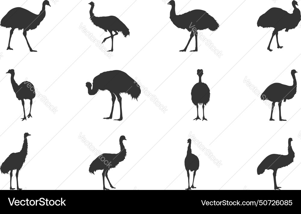 Emu Silhouettes - Bird Outline Royalty Free Vector Image