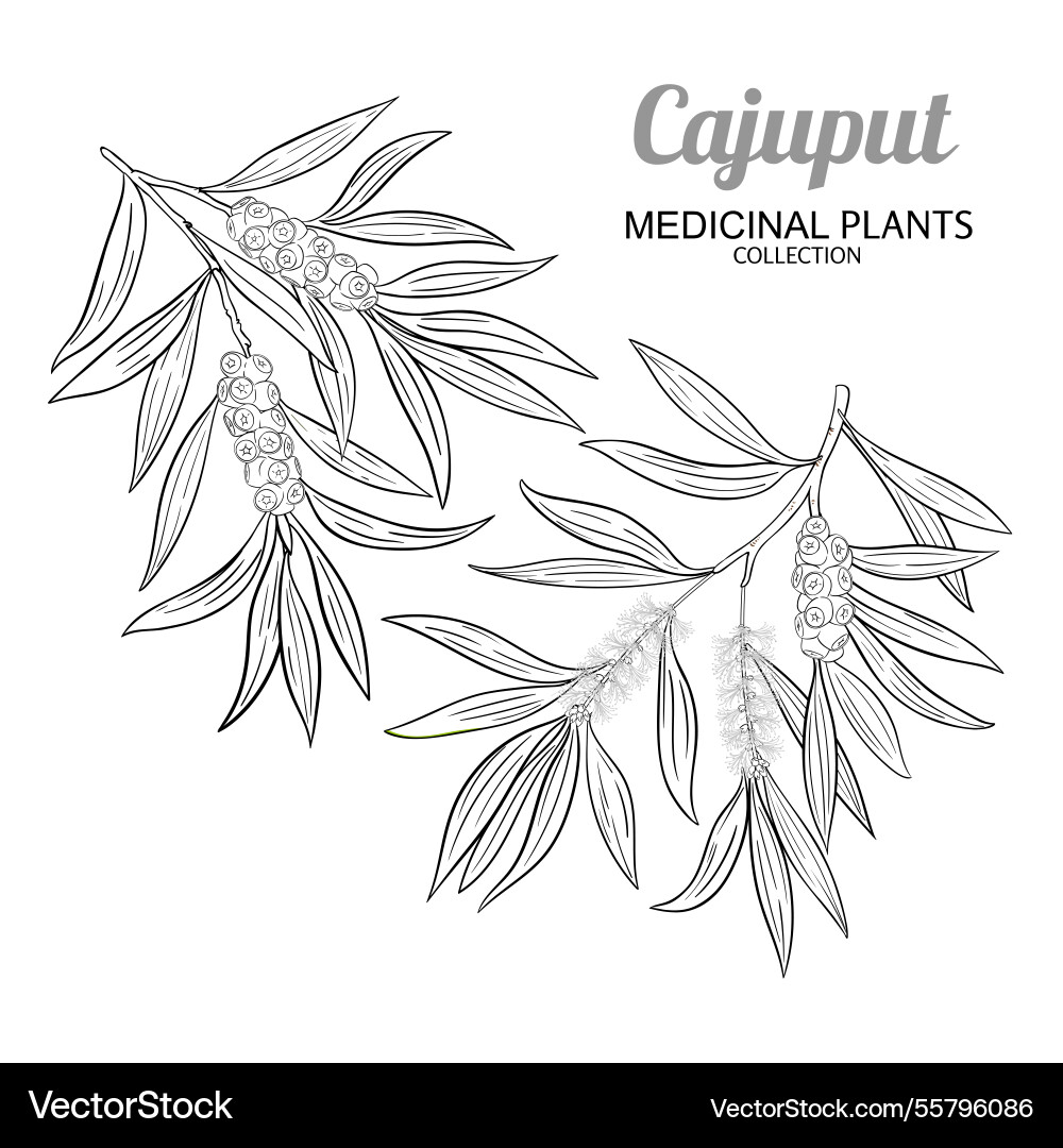 Cajuput branch with flowers outline Royalty Free Vector