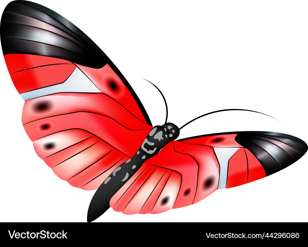 Summer winged insect realistic flying red moth Vector Image