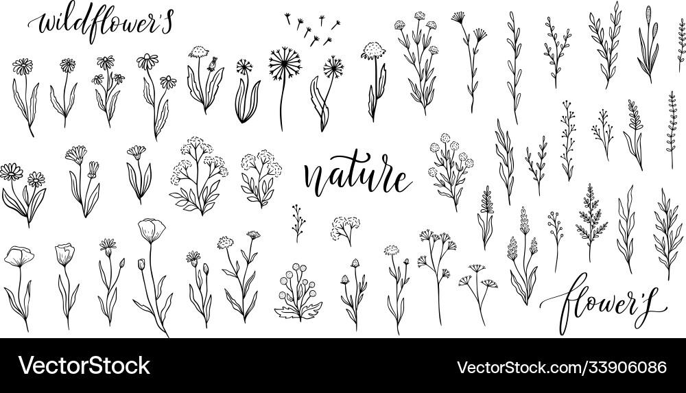 Wildflower line art set flower doodle botanical Vector Image