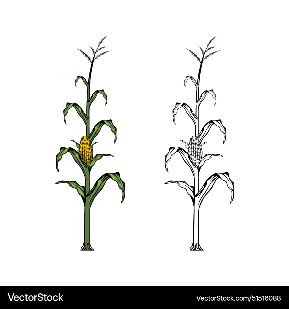 Corn plant design Royalty Free Vector Image - VectorStock