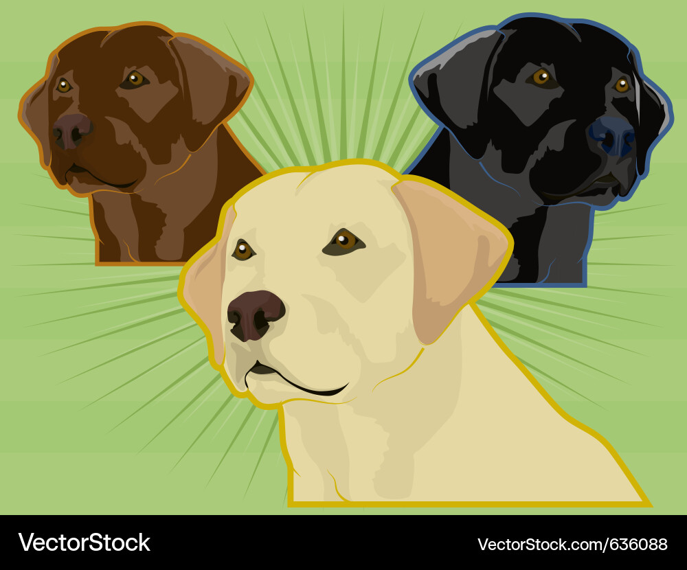 Labrador retrievers Royalty Free Vector Image - VectorStock