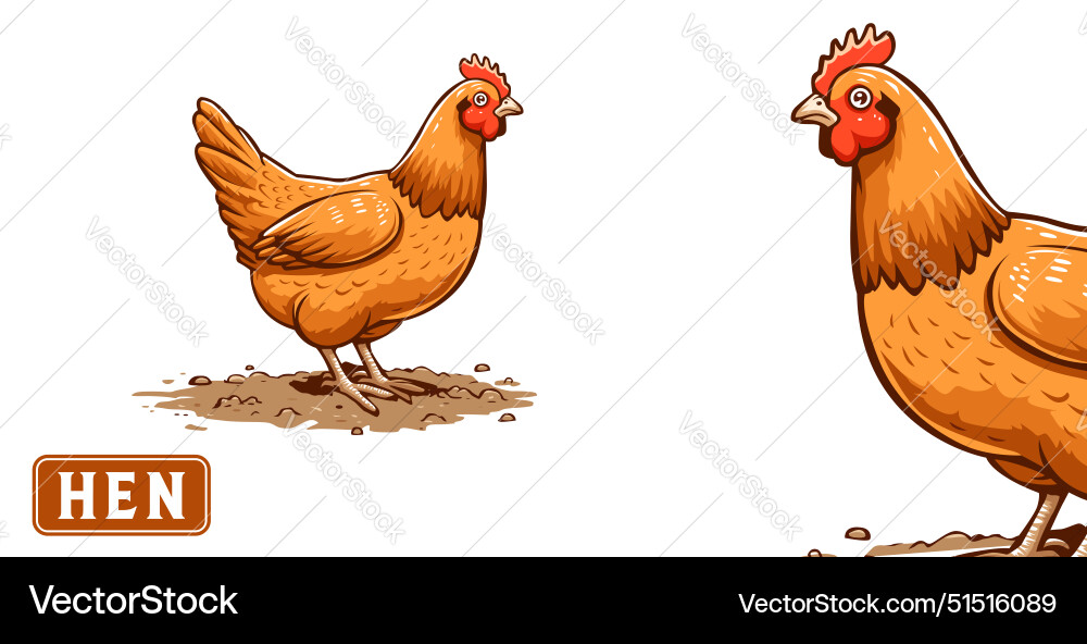 Hen on isolated white background Royalty Free Vector Image