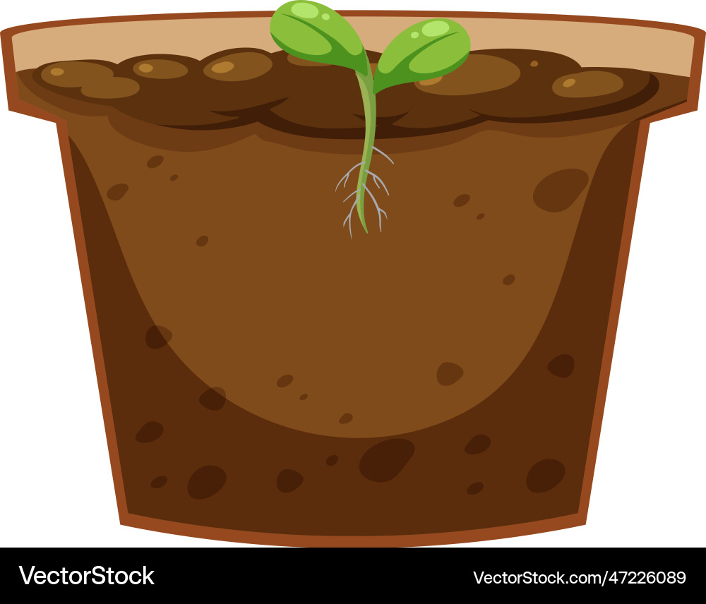 Seed germination process concept Royalty Free Vector Image