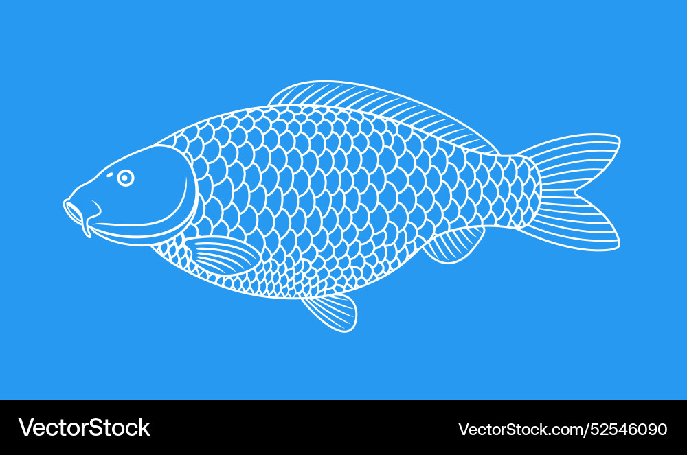 Carp Royalty Free Vector Image - VectorStock