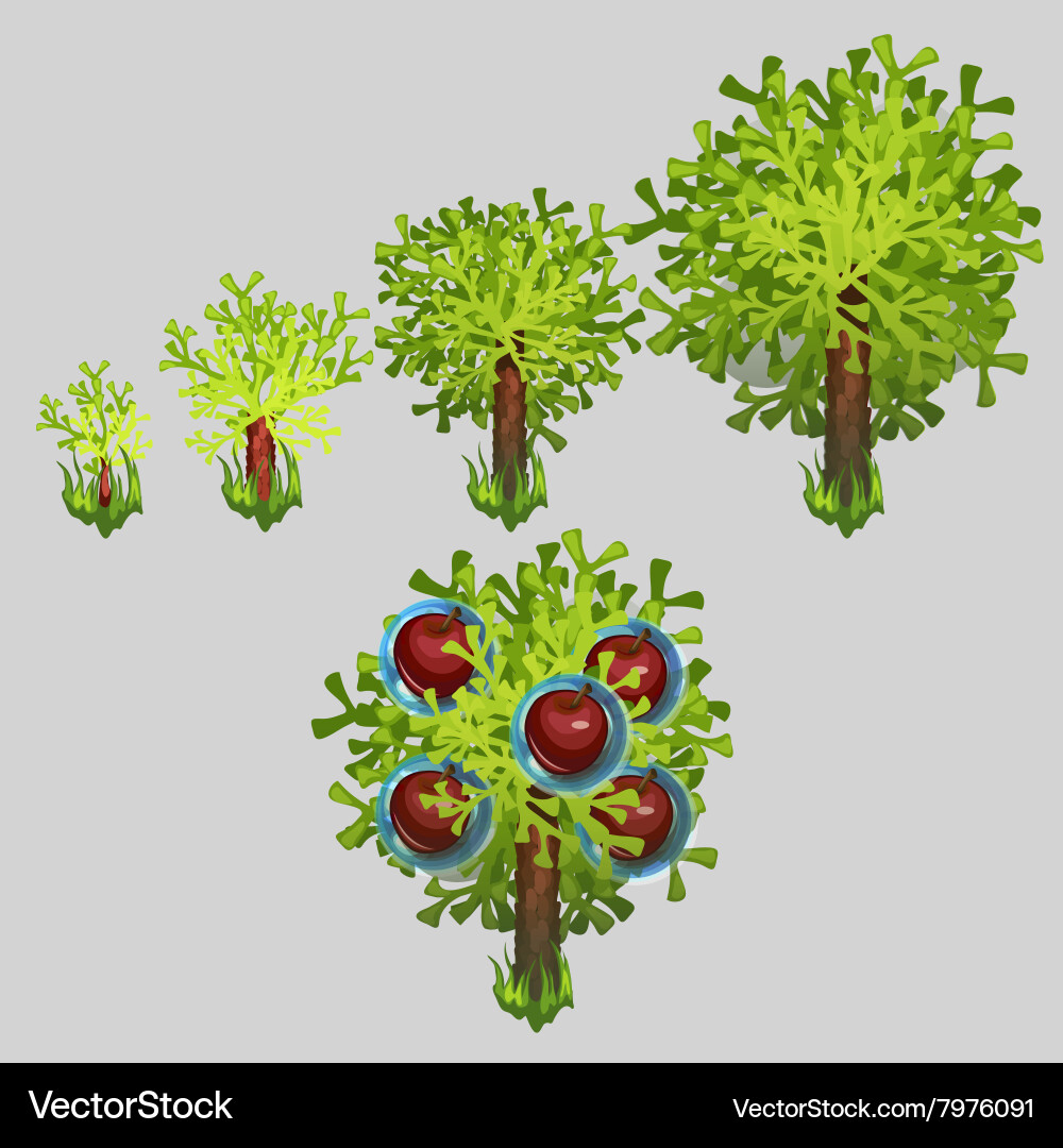 Growth stages of apple tree with red fruit Vector Image