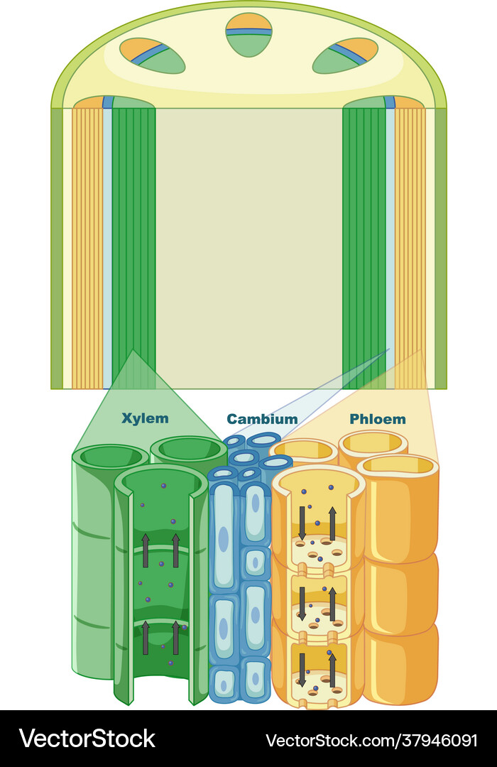 Plant Vascular Tissue System Diagram – Royalty-Free Vector | VectorStock
