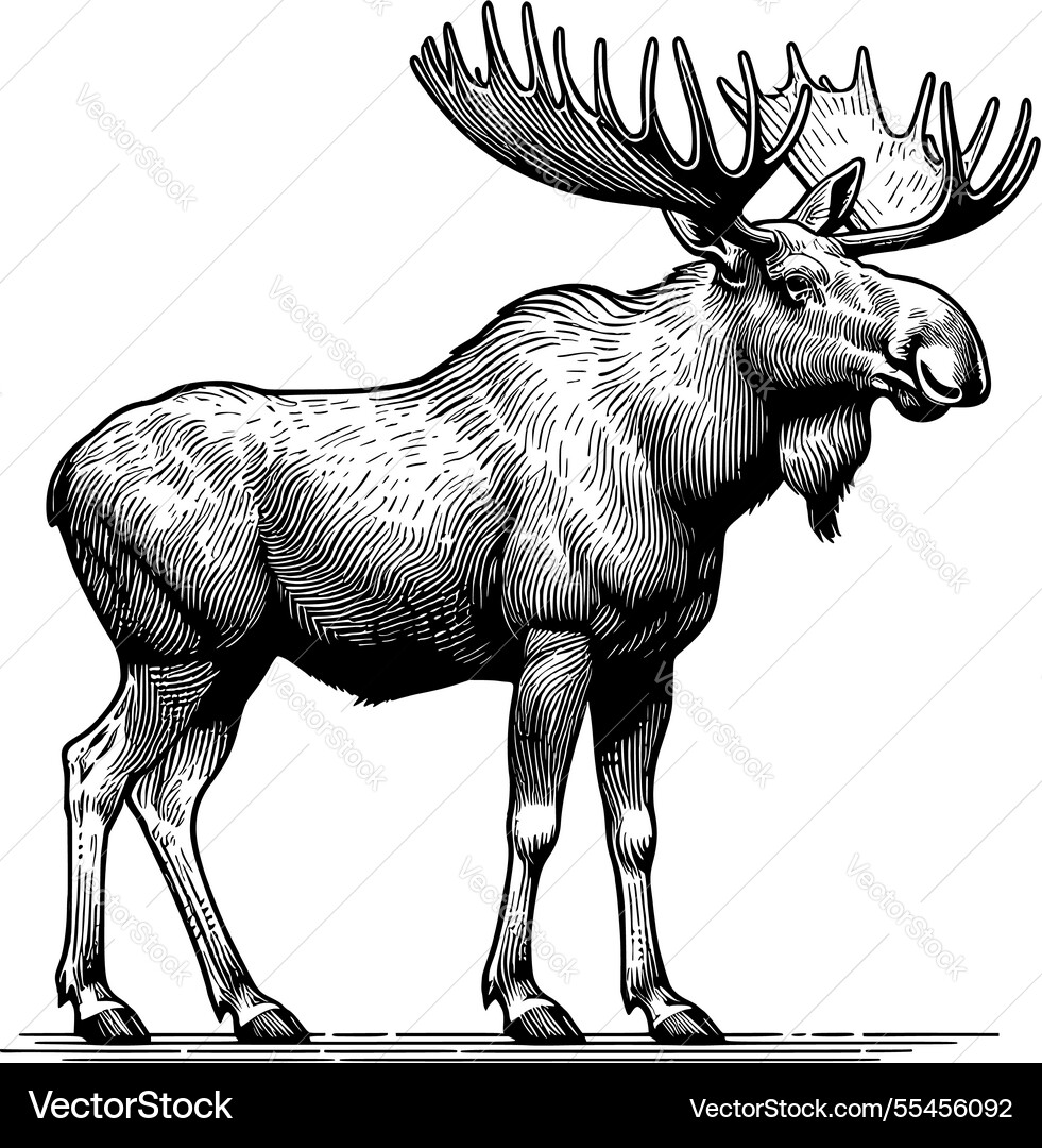 Moose Royalty Free Vector Image - VectorStock