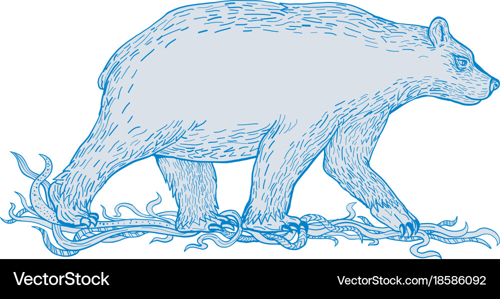 Polar bear walking side drawing Royalty Free Vector Image