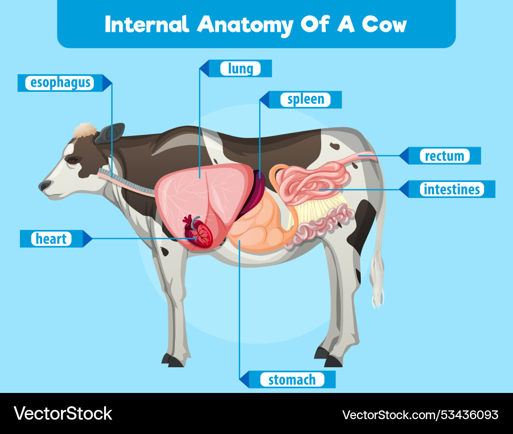 Cattle Digestive System Diagram