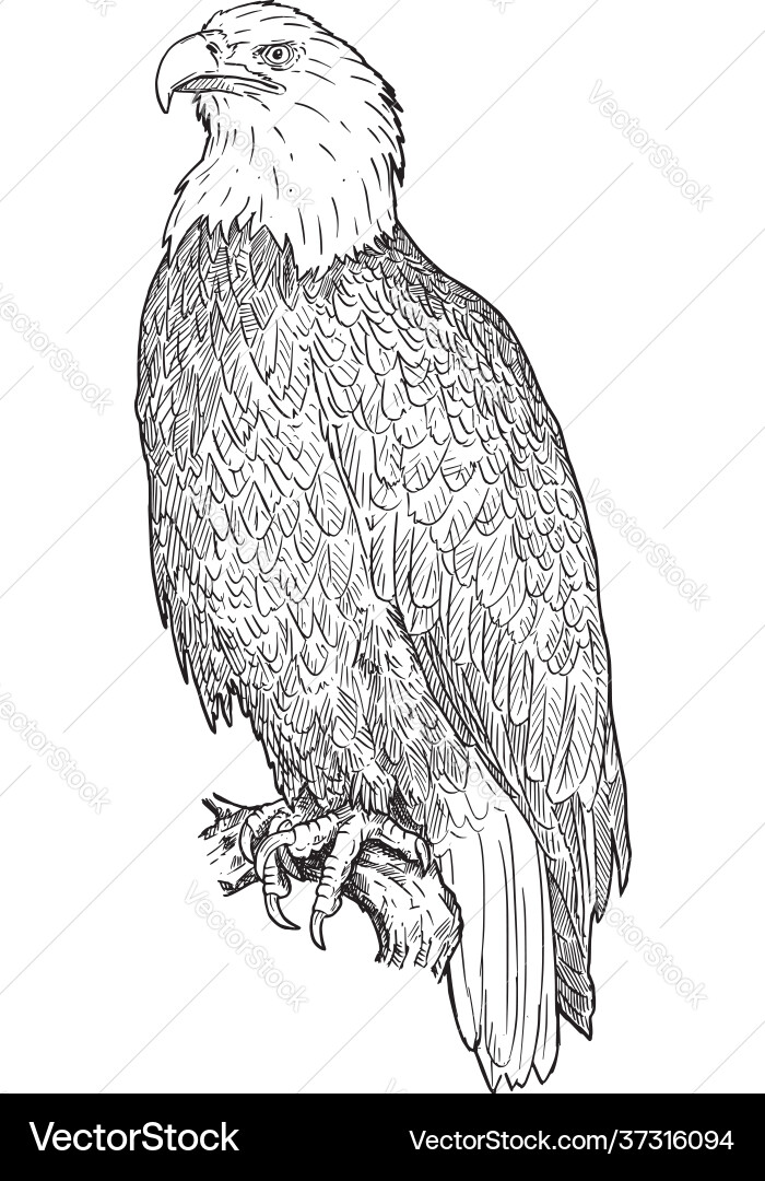 Bald Eagle Diagram Printout Bald Eagle 1 Canvas Print By Olivia Arts